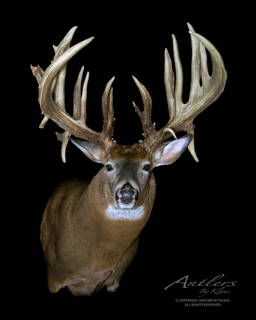 Ohio Mystery Buck | Deerassic Park Education Center